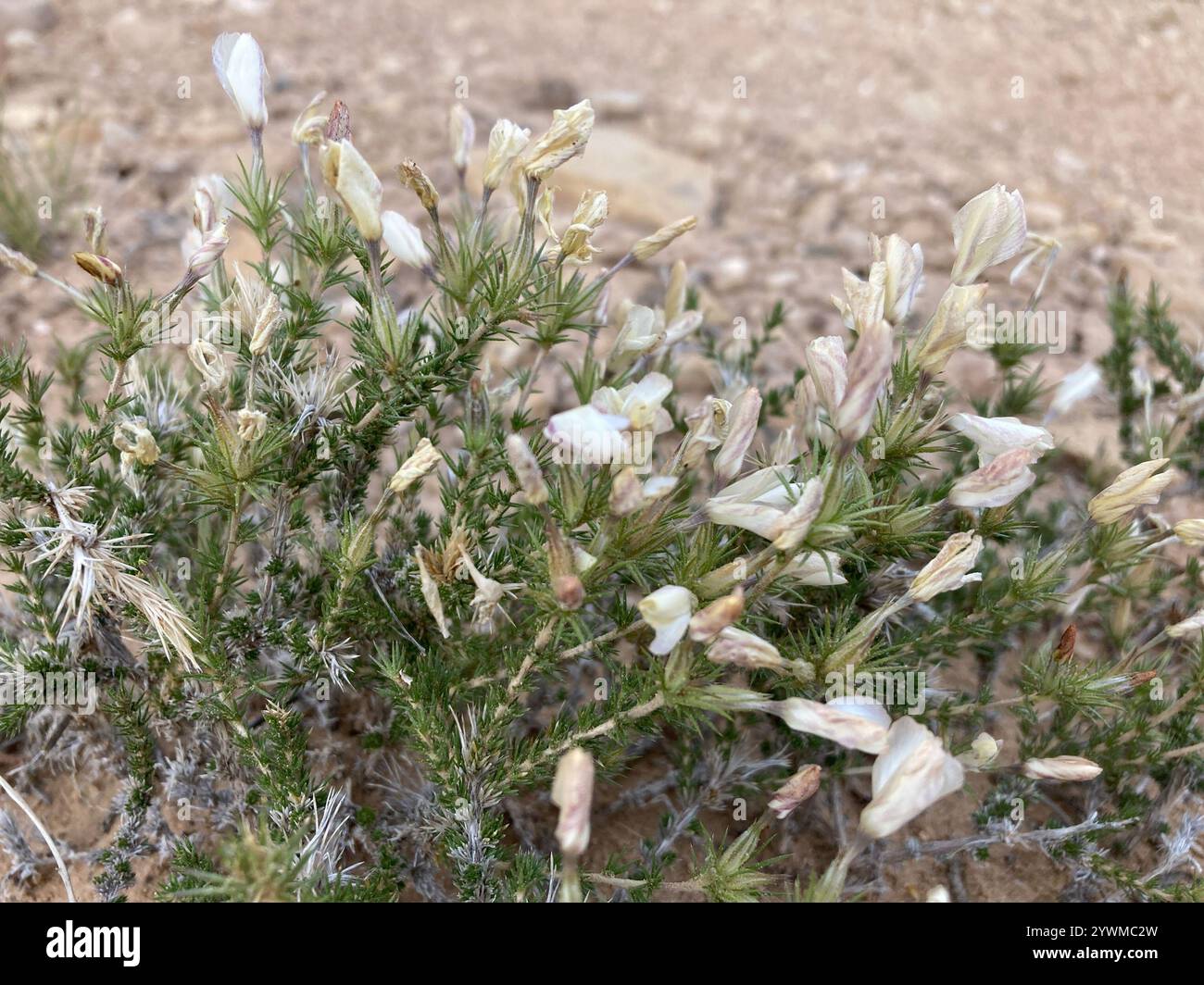 Granite Prickly Phlox (Linanthus pungens Stock Photo - Alamy