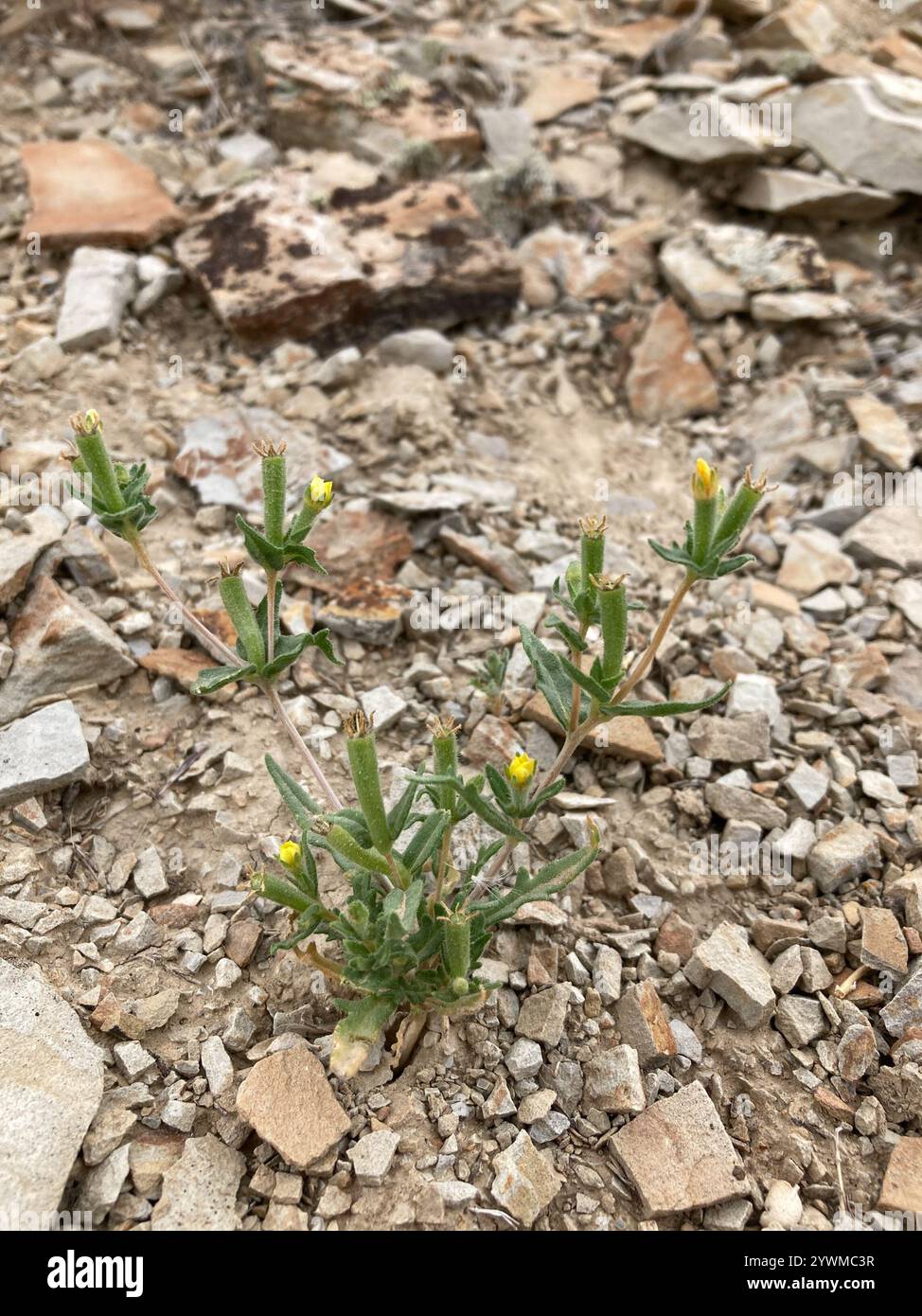 Whitestem Blazingstar (Mentzelia albicaulis Stock Photo - Alamy
