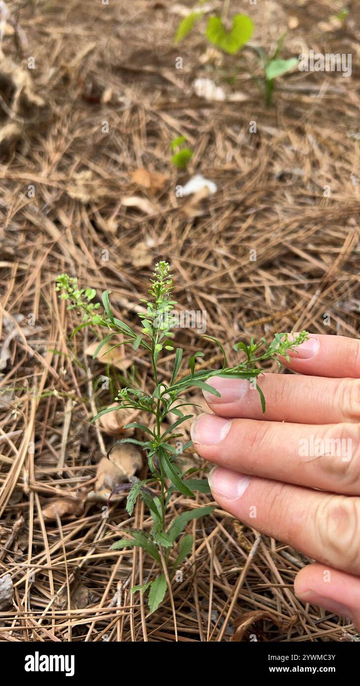 Virginia pepperweed (Lepidium virginicum Stock Photo - Alamy