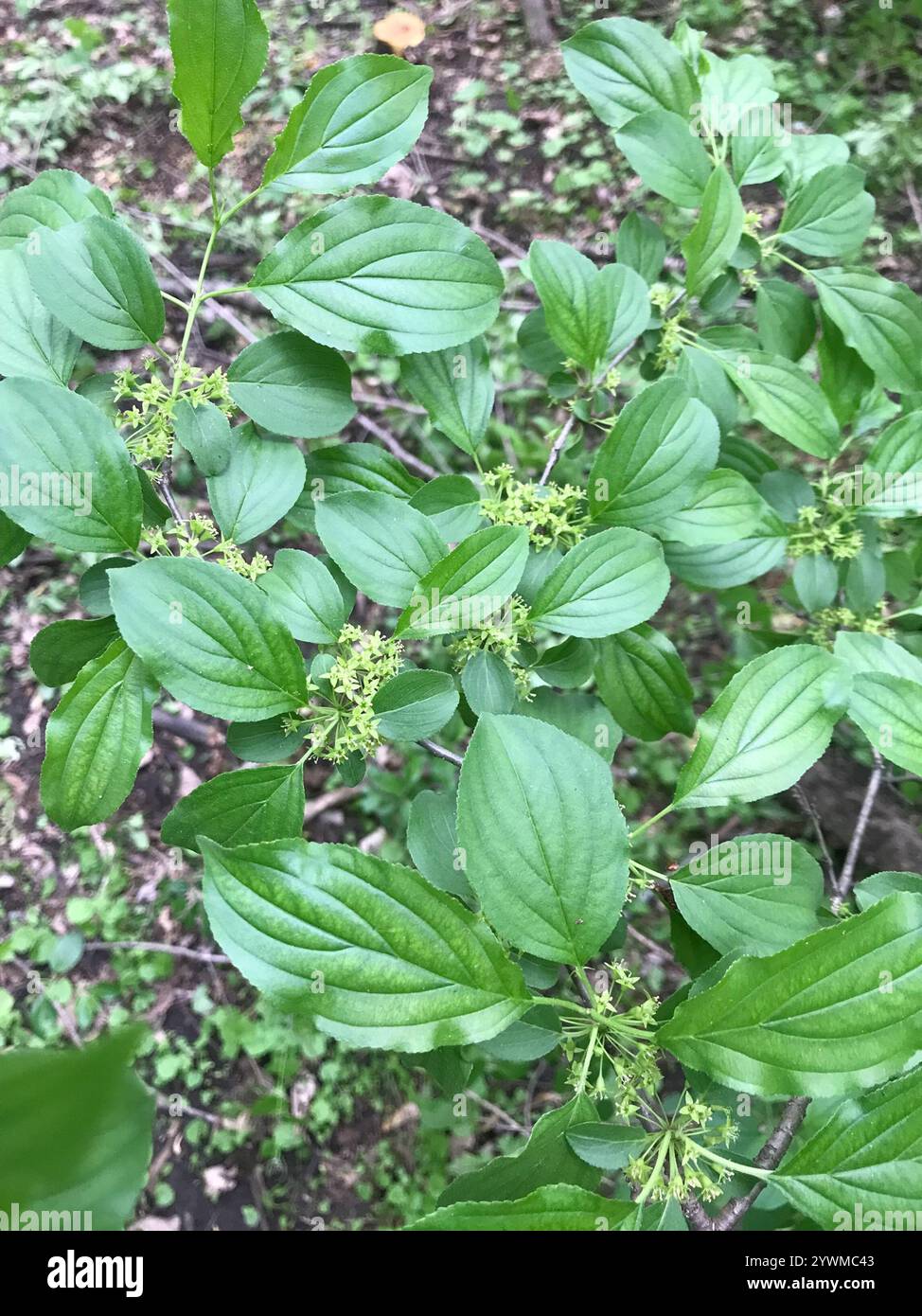 common buckthorn (Rhamnus cathartica Stock Photo - Alamy