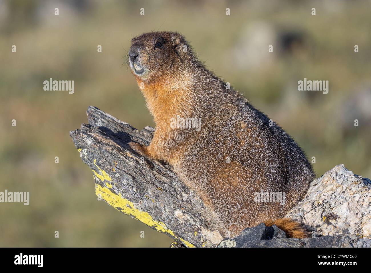 big marmot in the high alpine surrounded by wildflowers Stock Photo - Alamy
