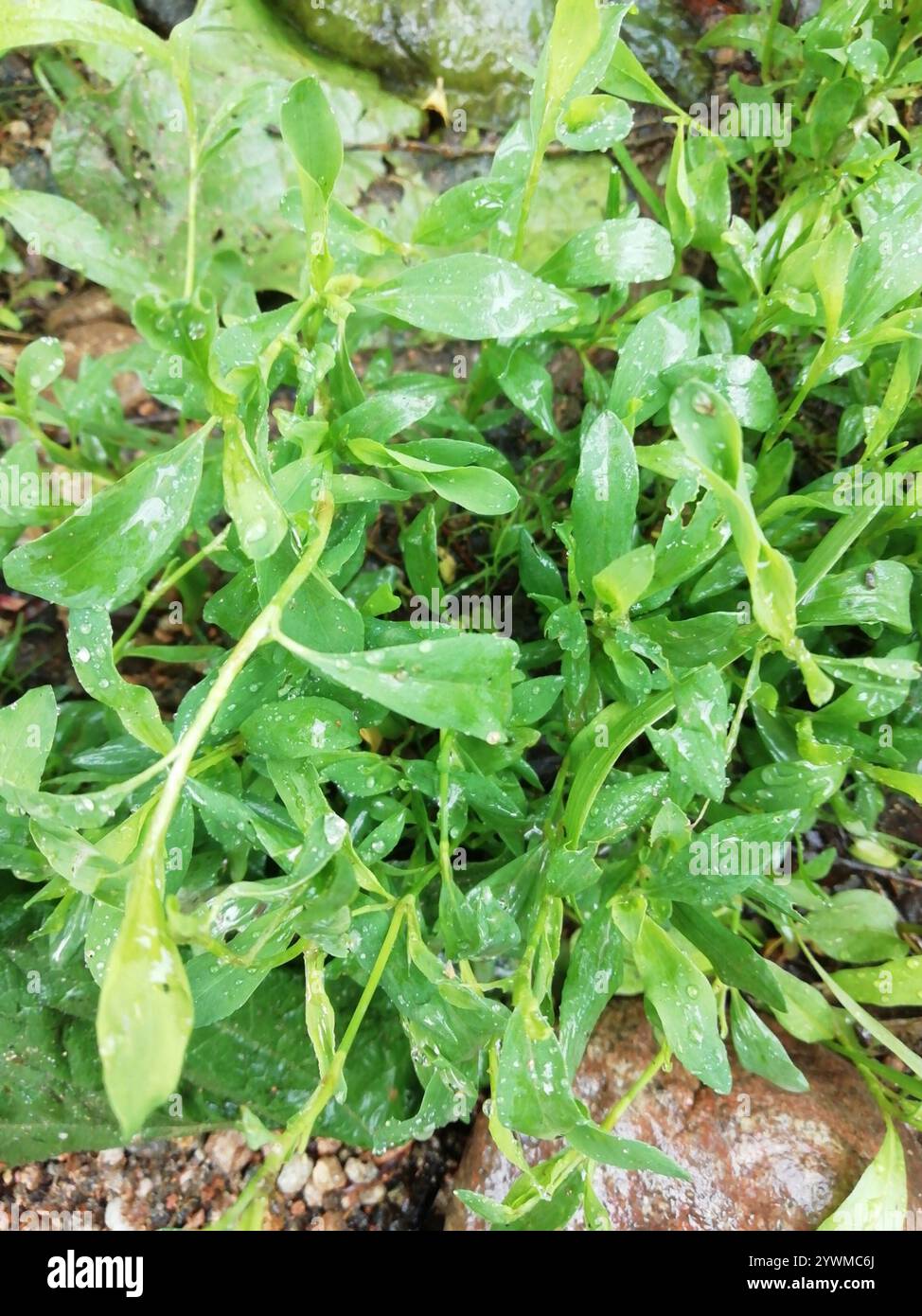 Common Knotgrass Complex (Polygonum aviculare Stock Photo - Alamy