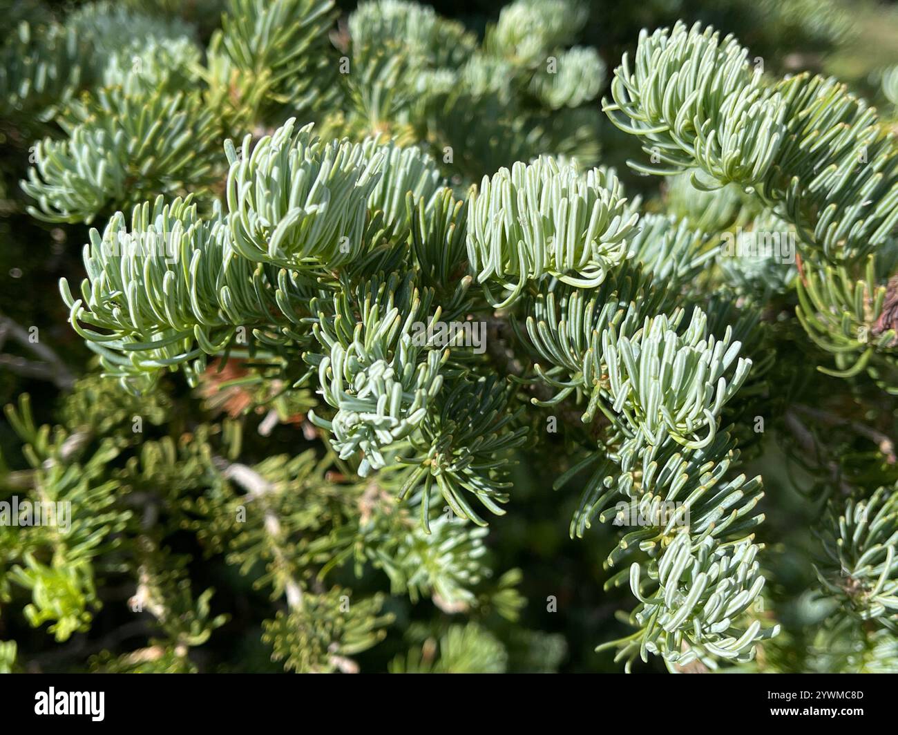 white fir (Abies concolor Stock Photo - Alamy