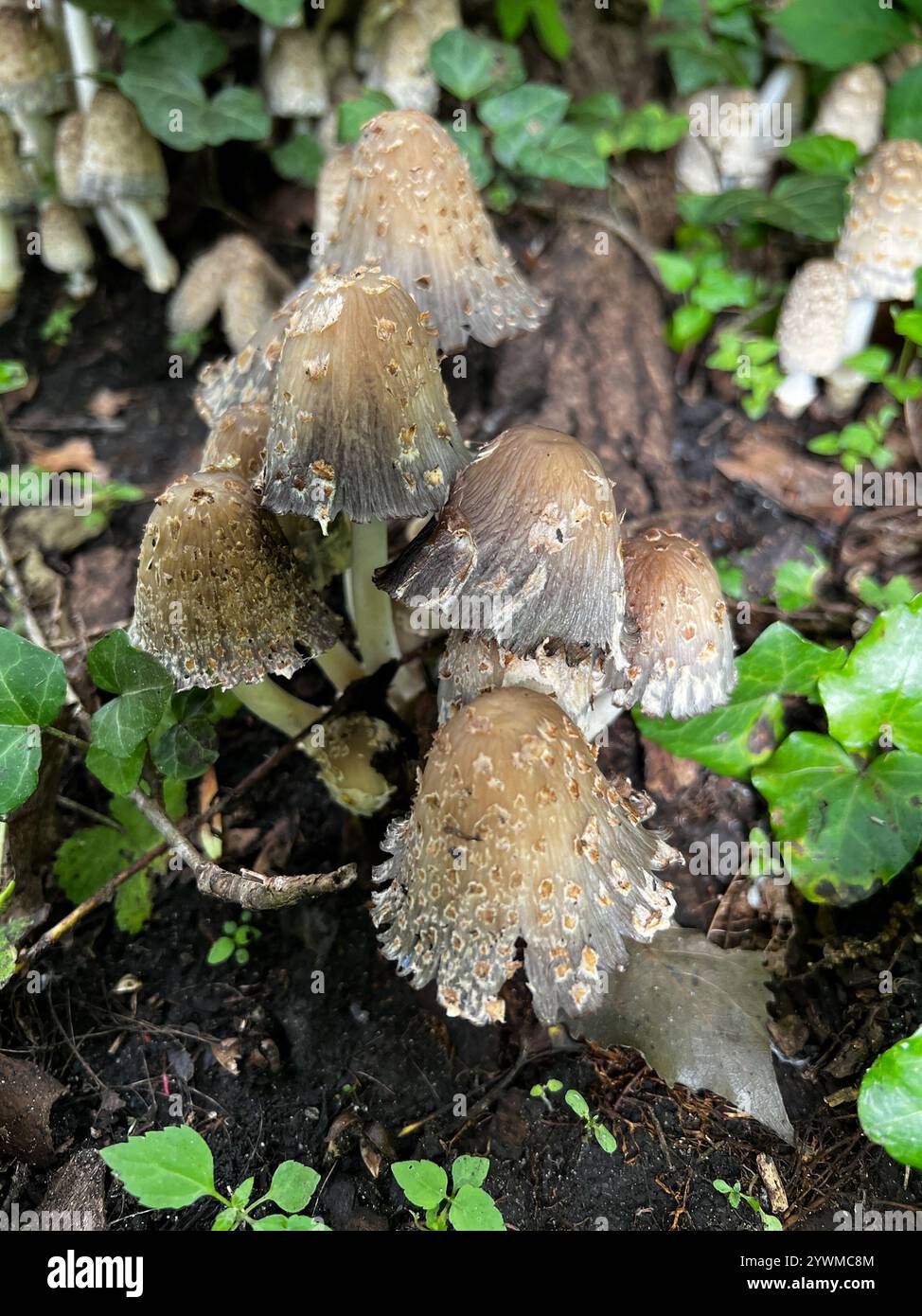 scaly ink cap (Coprinopsis variegata Stock Photo - Alamy