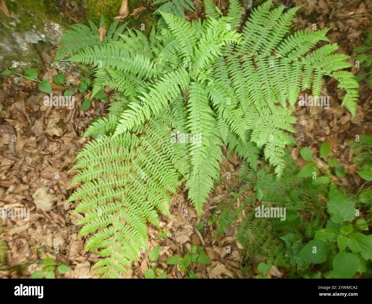 lady fern (Athyrium filix-femina Stock Photo - Alamy