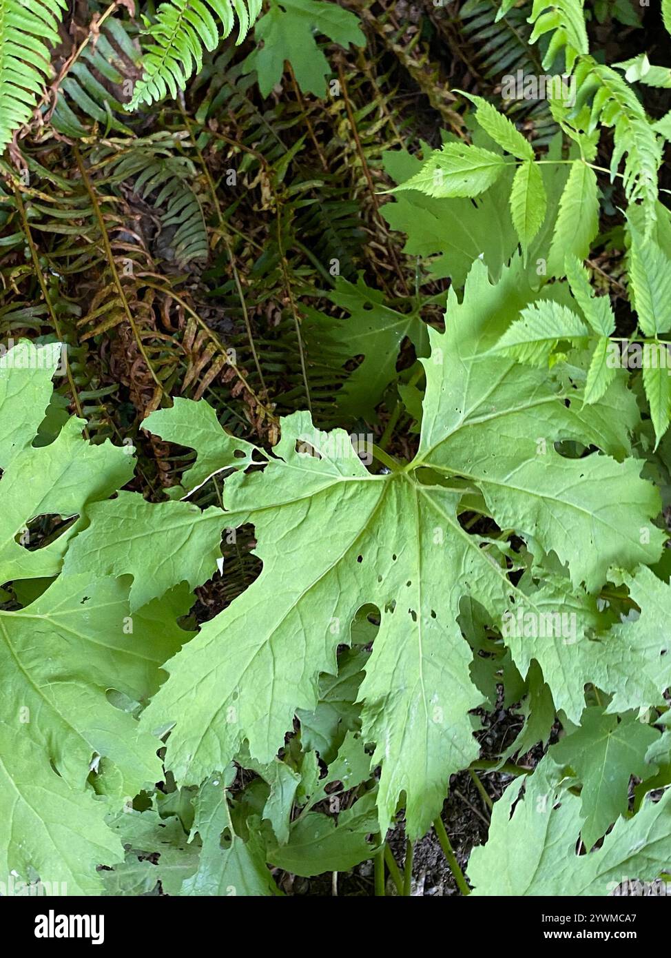 Arctic Butterbur (Petasites frigidus Stock Photo - Alamy