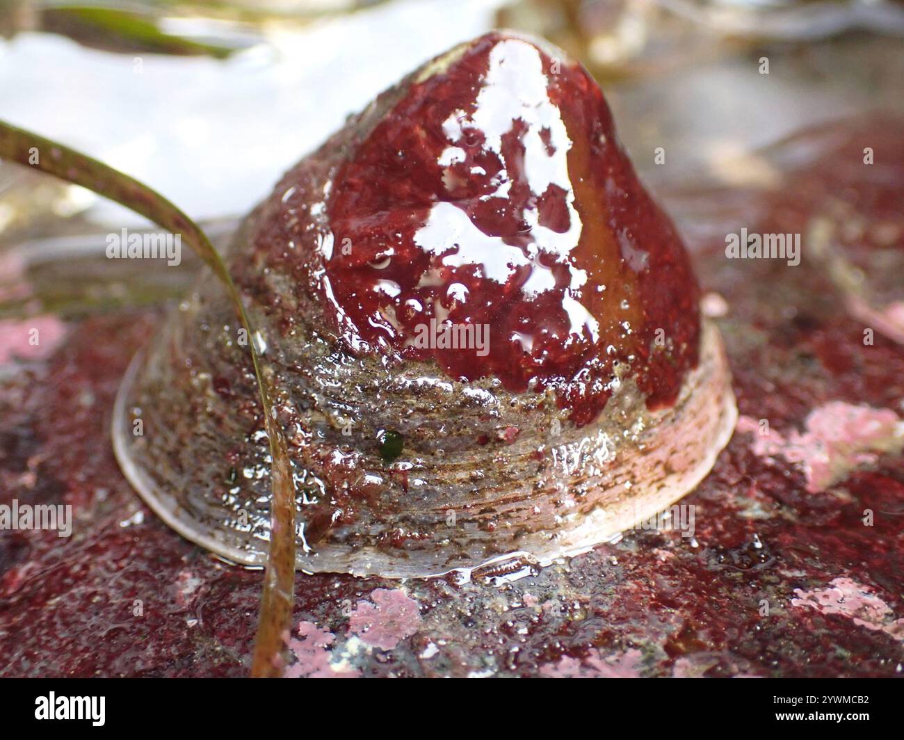 Whitecap Limpet (Acmaea mitra Stock Photo - Alamy