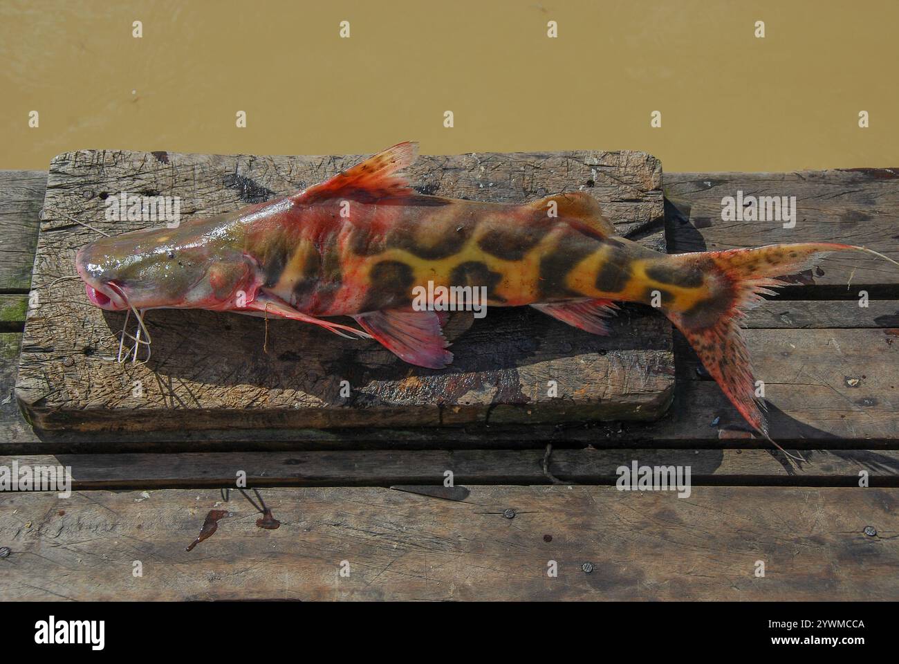 Zebra catfish (Brachyplatystoma juruense Stock Photo - Alamy