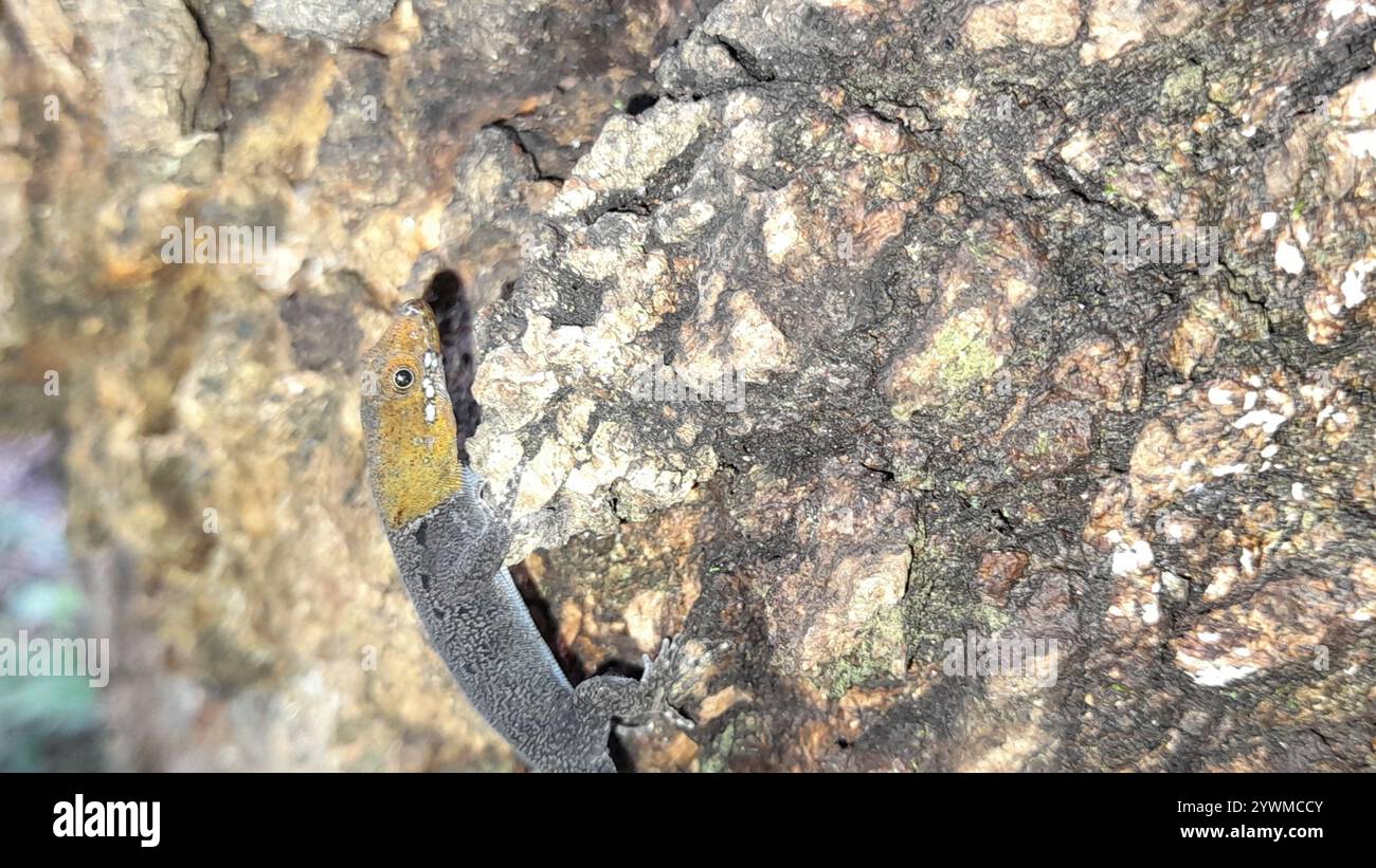 Yellow-headed Gecko (Gonatodes albogularis Stock Photo - Alamy