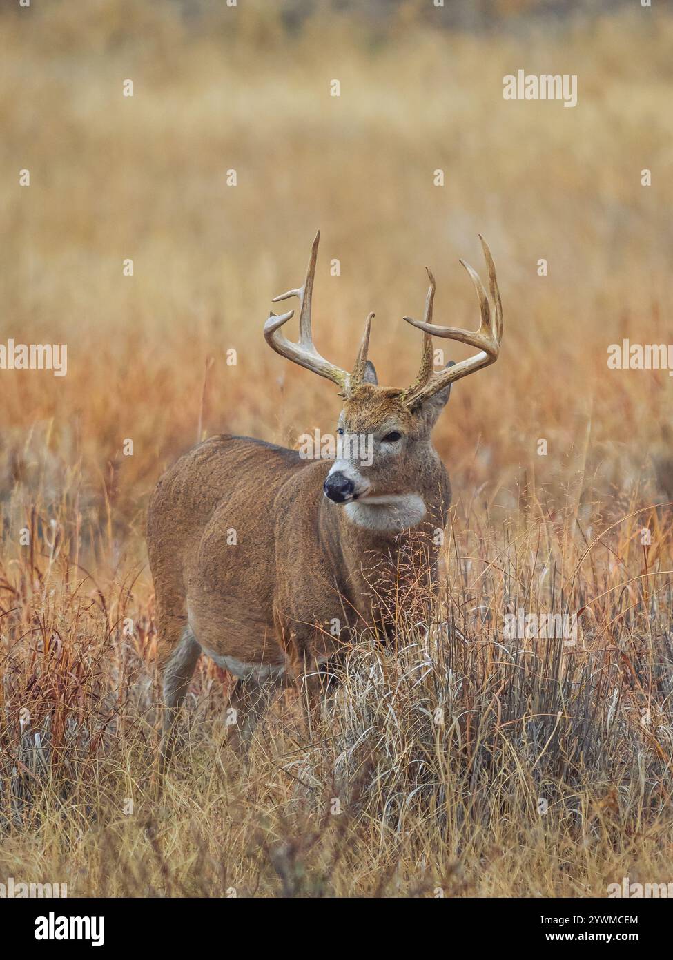 Whitetail deer trophy hi-res stock photography and images - Alamy