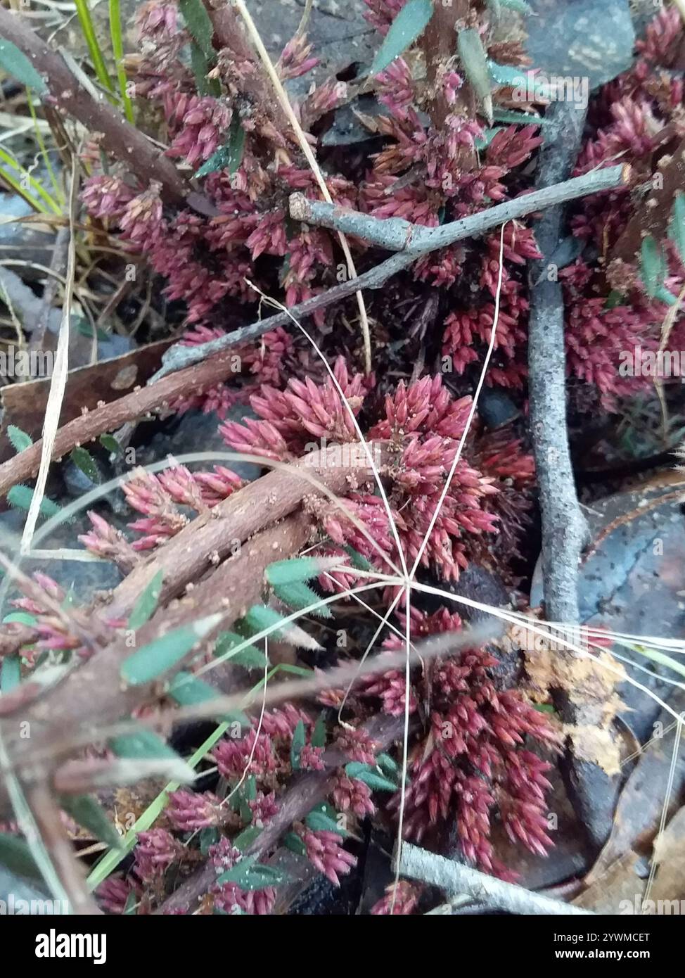 Mount Lofty Ground-berry (Acrotriche fasciculiflora Stock Photo - Alamy