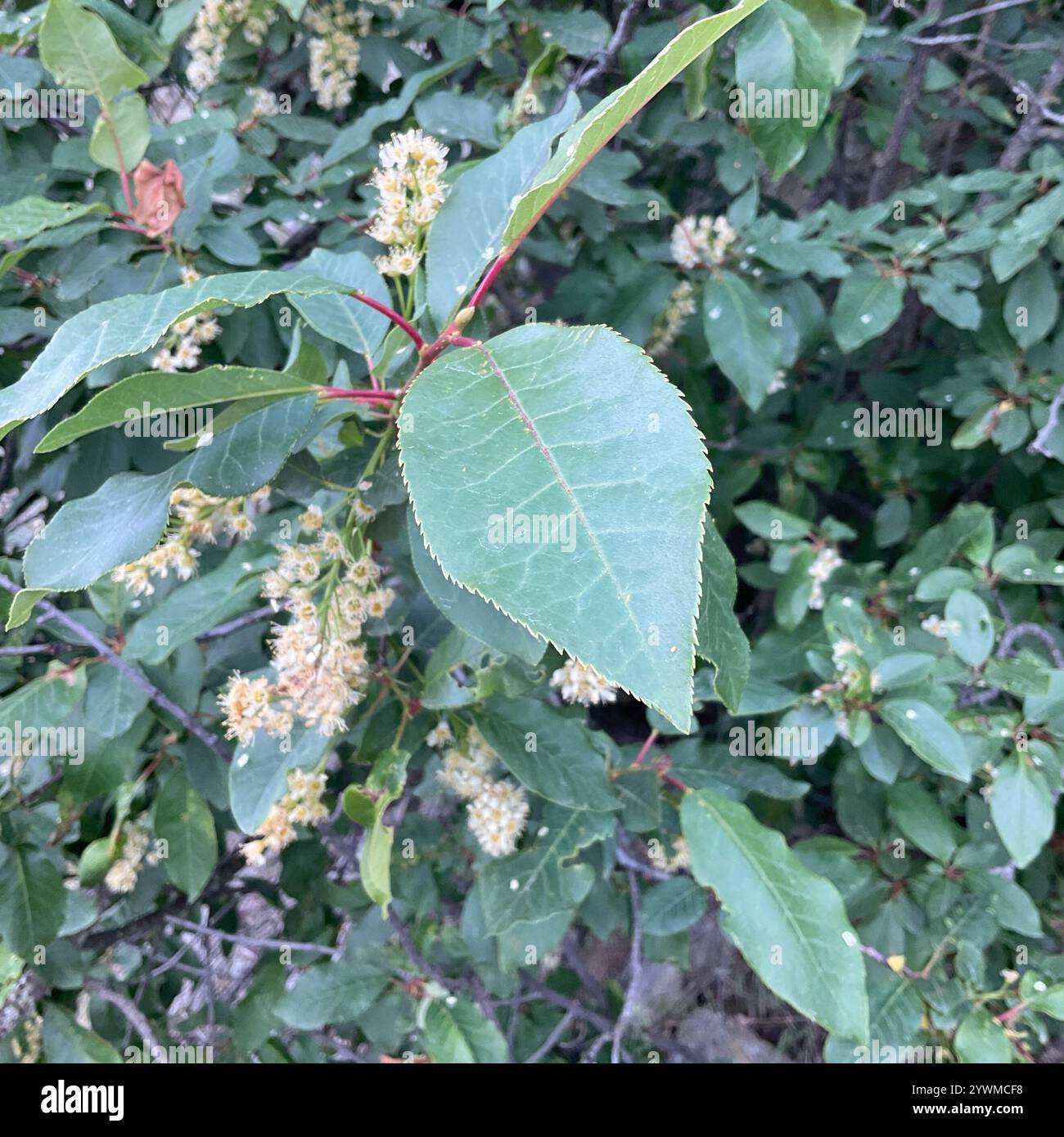 chokecherry (Prunus virginiana Stock Photo - Alamy