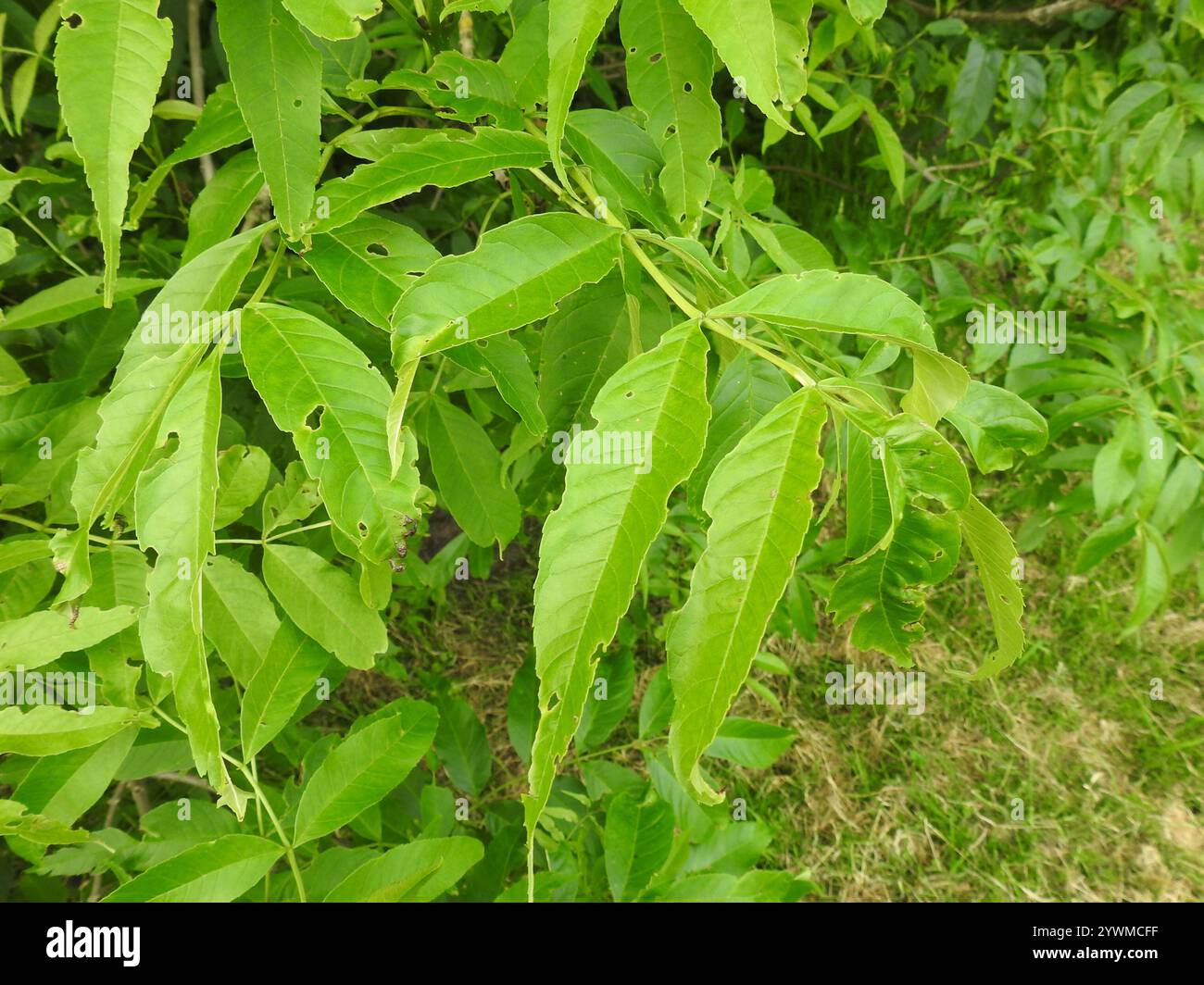 European ash (Fraxinus excelsior Stock Photo - Alamy