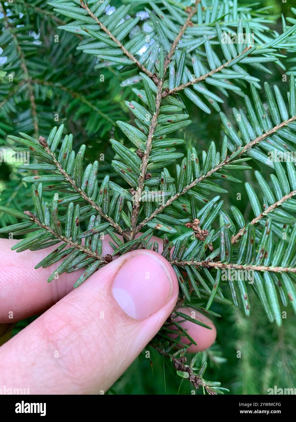 Elongate hemlock scale (Fiorinia externa Stock Photo - Alamy