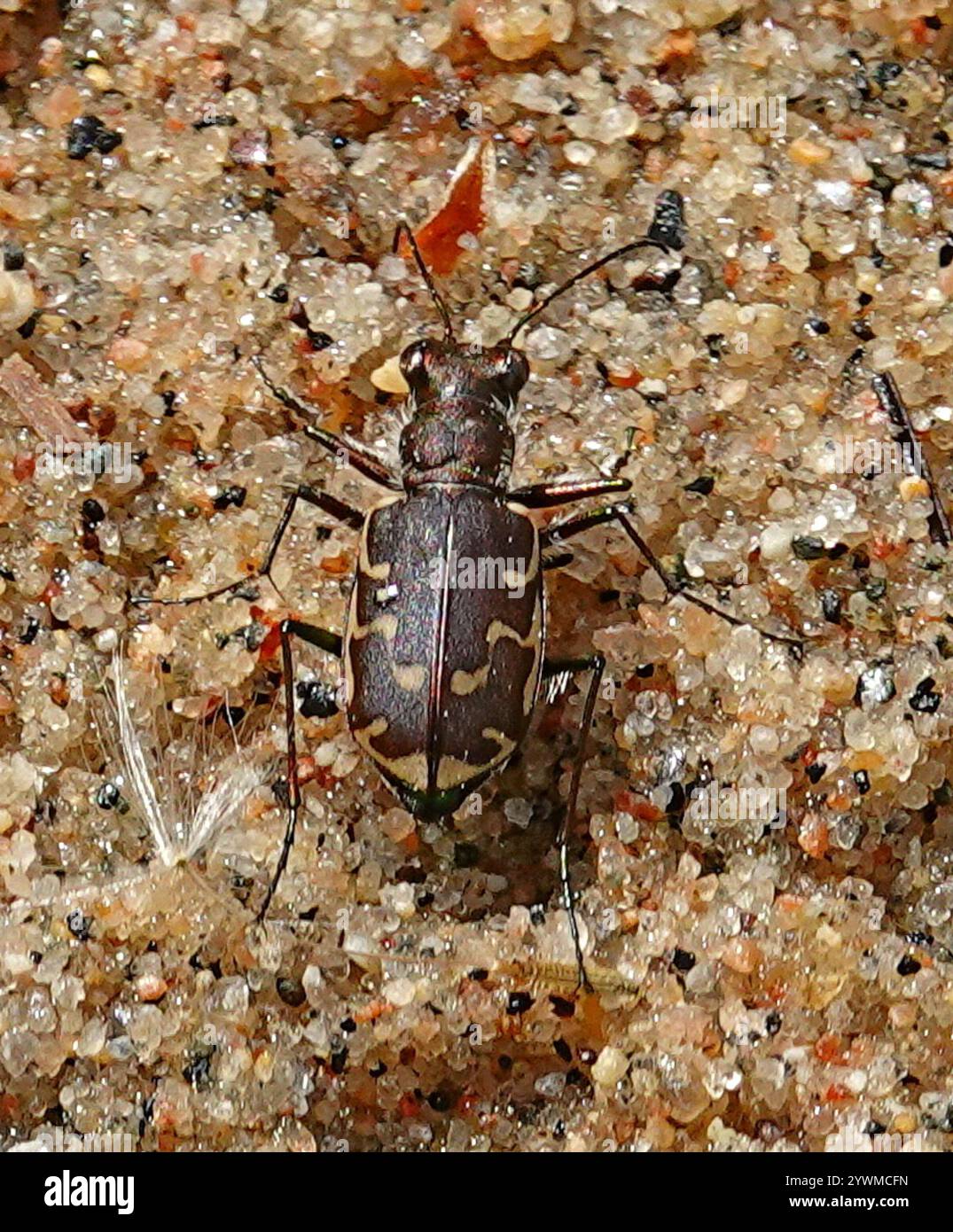 Bronzed Tiger Beetle (Cicindela repanda Stock Photo - Alamy