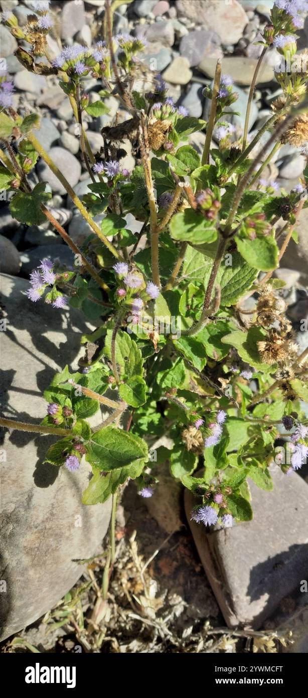 billygoat weed (Ageratum conyzoides Stock Photo - Alamy