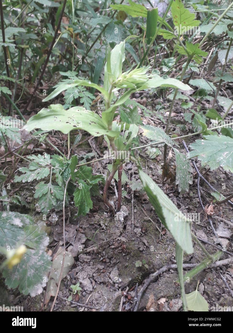 Broad-leaved helleborine (Epipactis helleborine Stock Photo - Alamy