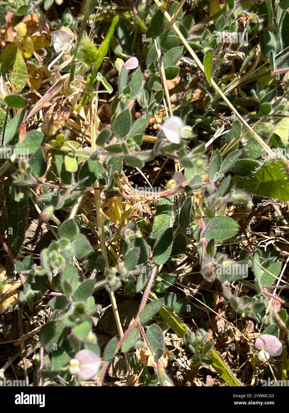 Spanish clover (Acmispon americanus Stock Photo - Alamy