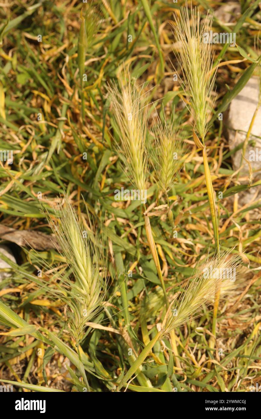 wall barley (Hordeum murinum Stock Photo - Alamy
