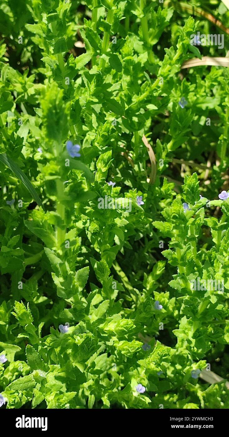 Obeah Bush (Stemodia maritima Stock Photo - Alamy