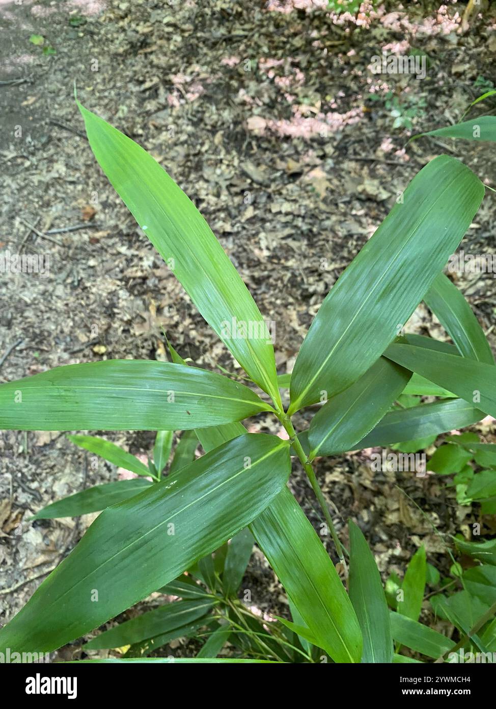 Arrow Bamboo (Pseudosasa japonica Stock Photo - Alamy