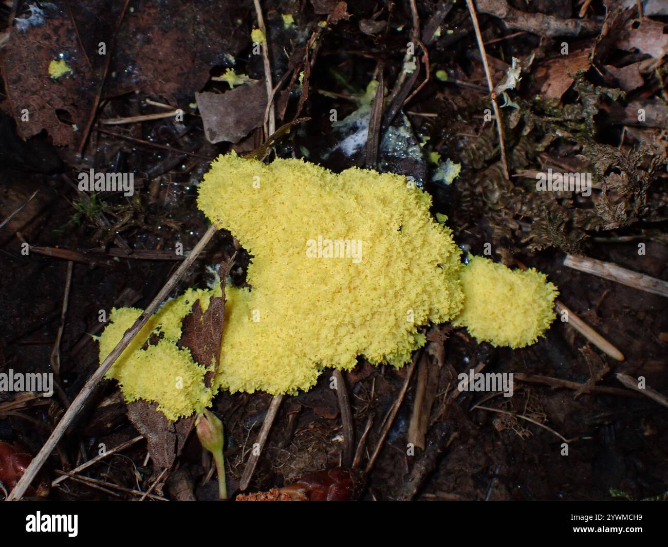 Dog Vomit Slime Mold (Fuligo septica Stock Photo - Alamy