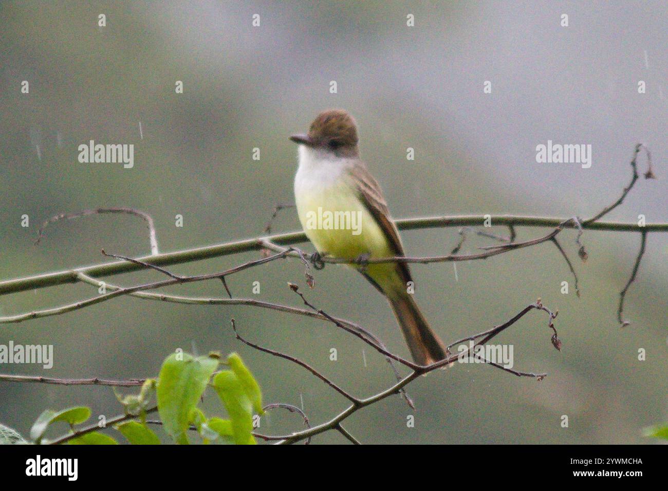 Brown-crested Flycatcher (Myiarchus tyrannulus Stock Photo - Alamy