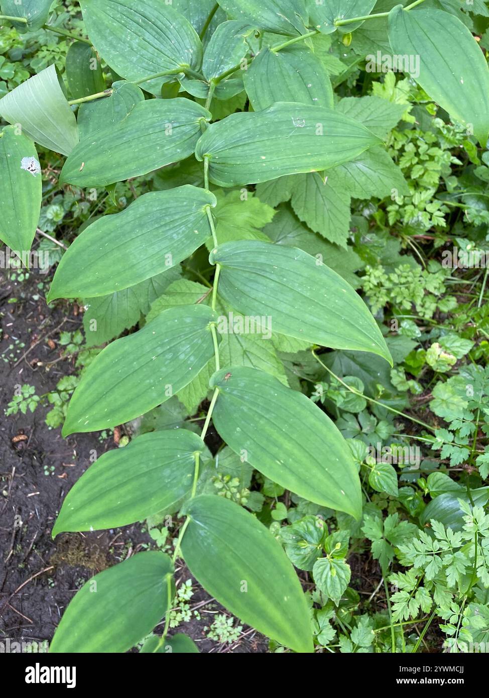 white twisted-stalk (Streptopus amplexifolius Stock Photo - Alamy