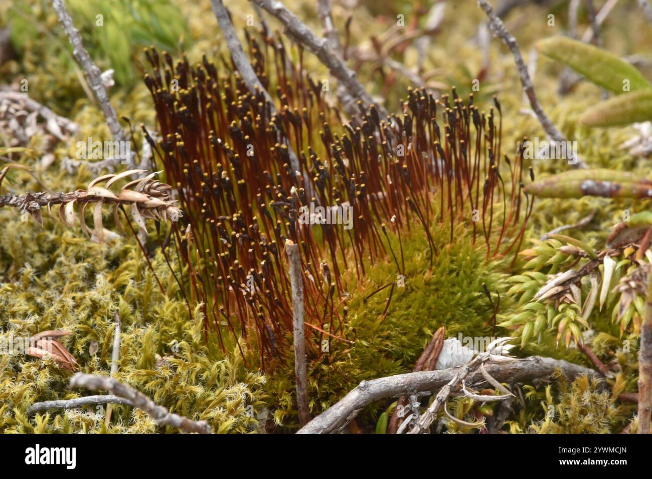 Tetraplodon mnioides hi-res stock photography and images - Alamy