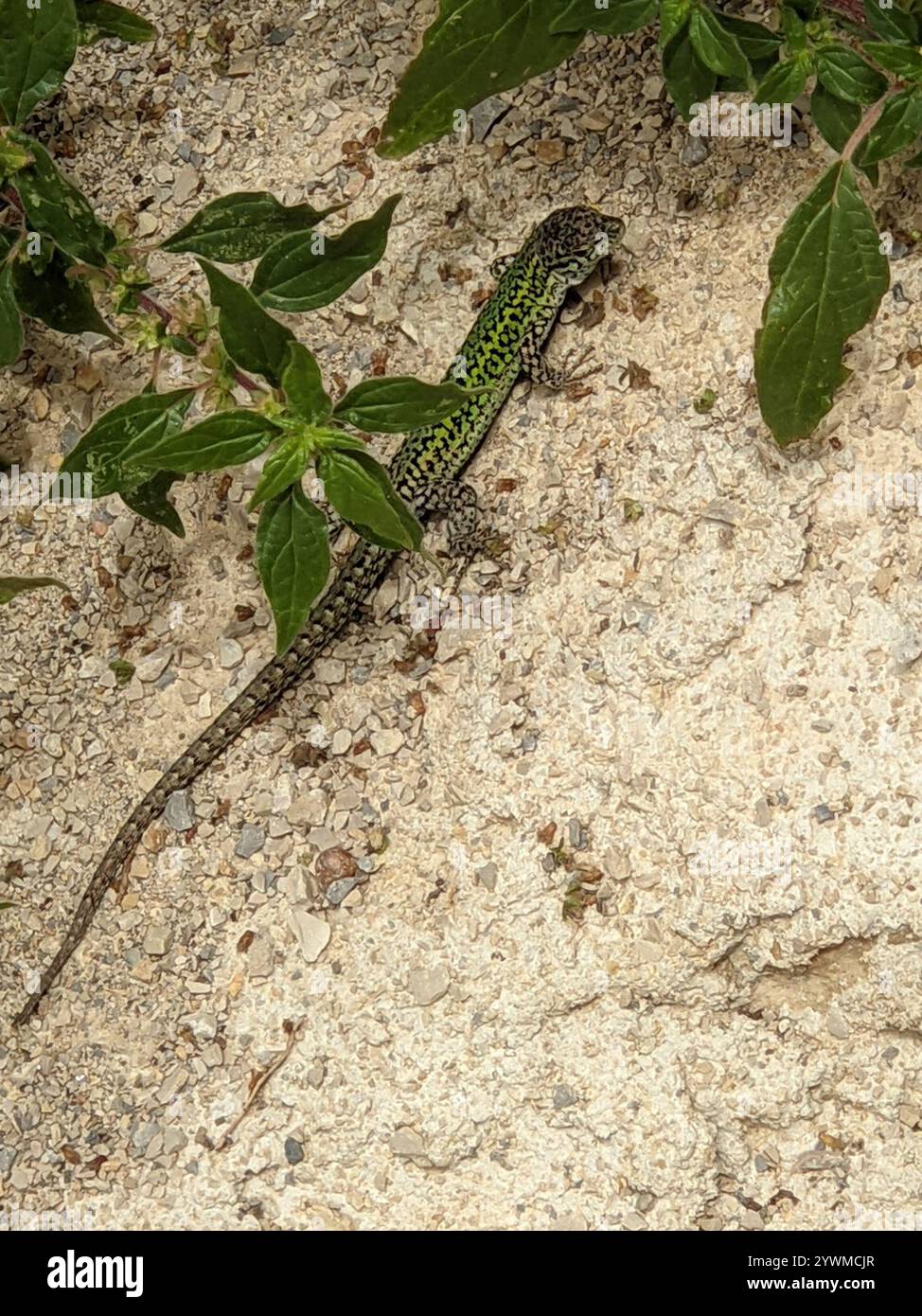 (Podarcis carbonelli carbonelli Stock Photo - Alamy