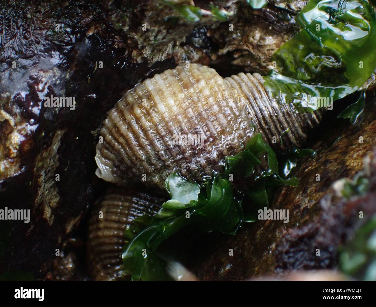 Channeled Dog Winkle (Nucella canaliculata Stock Photo - Alamy