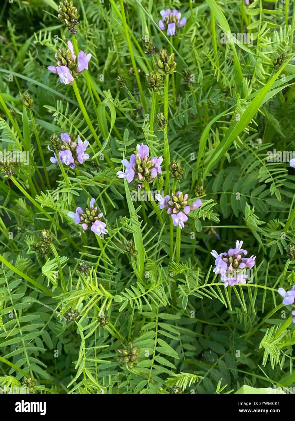 Purple Milk-vetch (Astragalus danicus Stock Photo - Alamy
