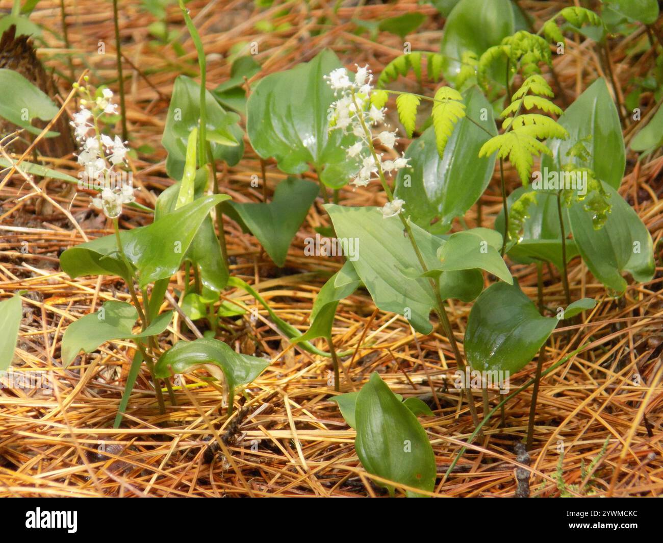 May Lily (Maianthemum bifolium Stock Photo - Alamy