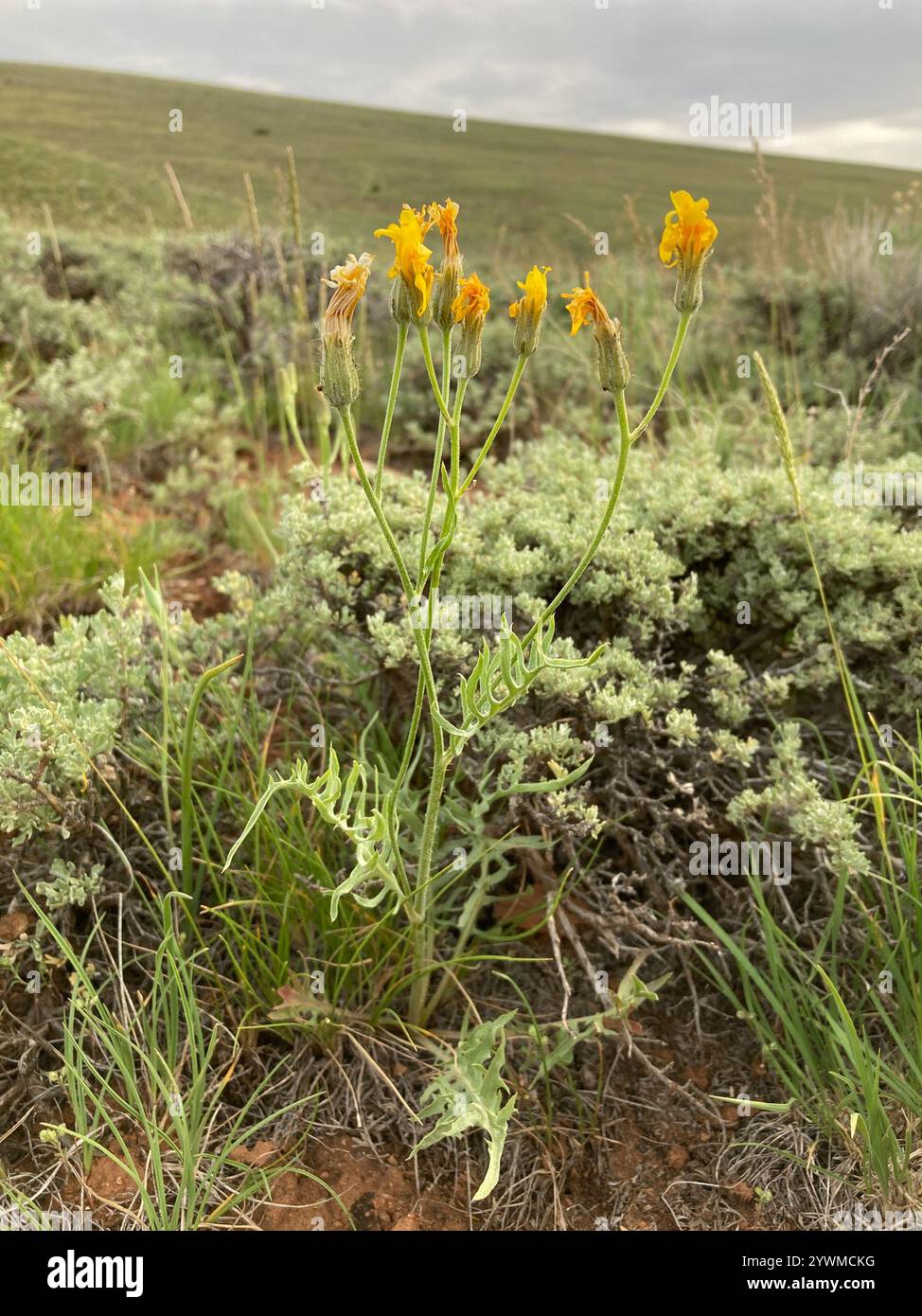 Modoc Hawksbeard (Crepis modocensis Stock Photo - Alamy