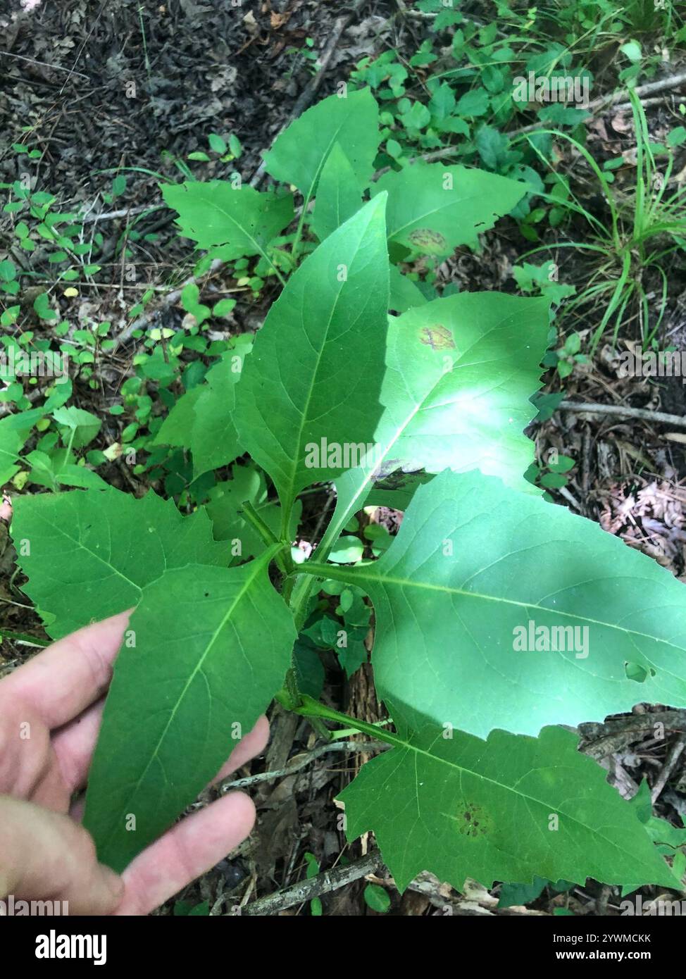 cup plant (Silphium perfoliatum Stock Photo - Alamy