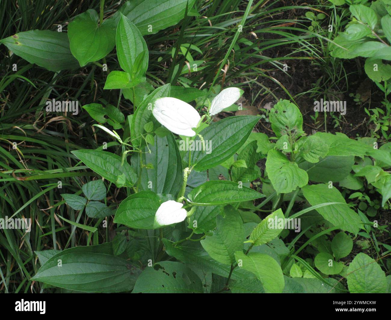 Asian Lizard's Tail (Saururus chinensis Stock Photo - Alamy