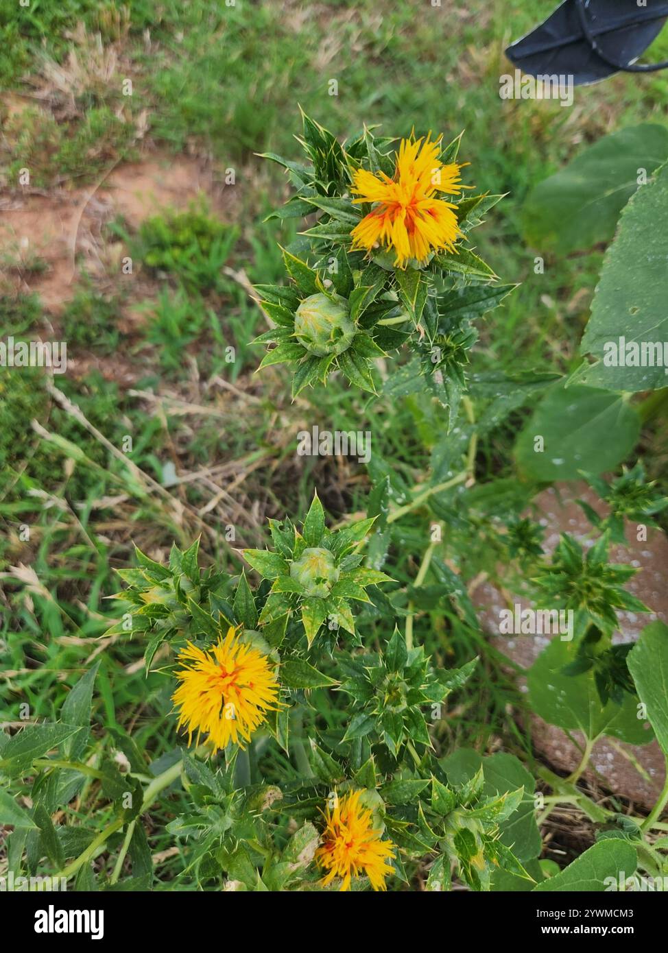 Safflower (Carthamus tinctorius Stock Photo - Alamy