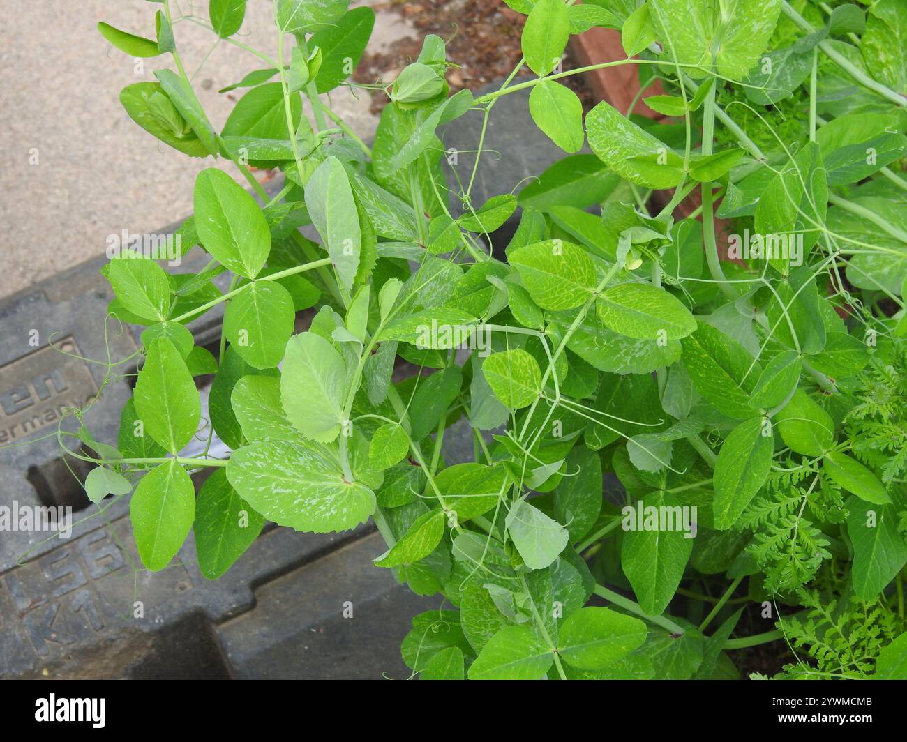 Common Pea (Pisum sativum Stock Photo - Alamy