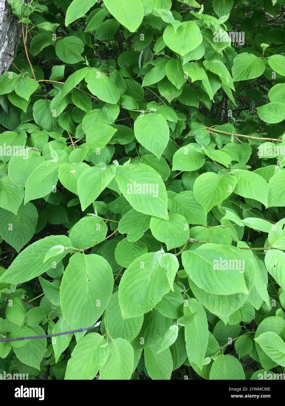 Round-leaved Dogwood (Cornus rugosa Stock Photo - Alamy