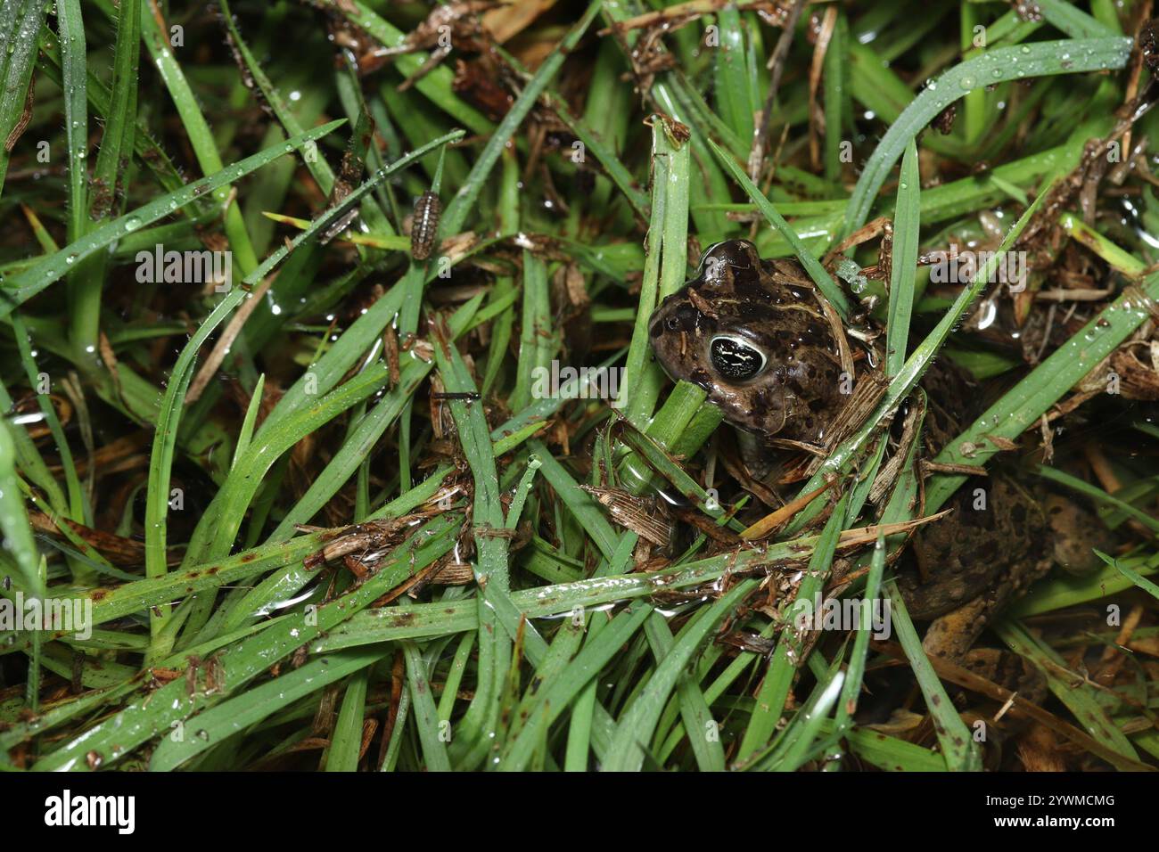 Sand Toad (Vandijkophrynus angusticeps Stock Photo - Alamy