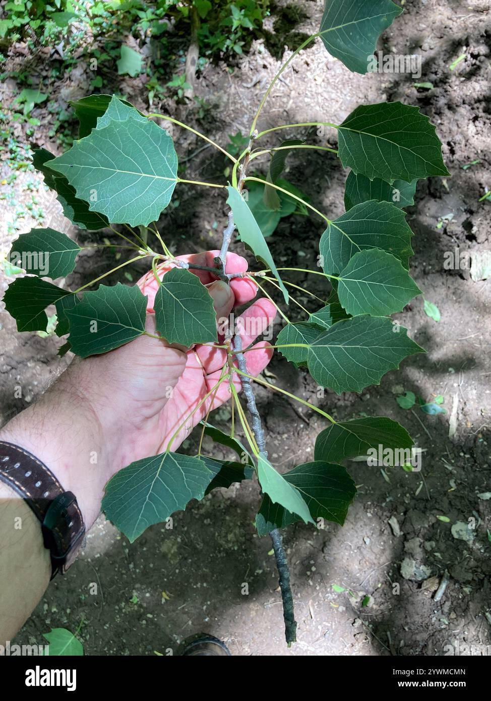 bigtooth aspen (Populus grandidentata Stock Photo - Alamy