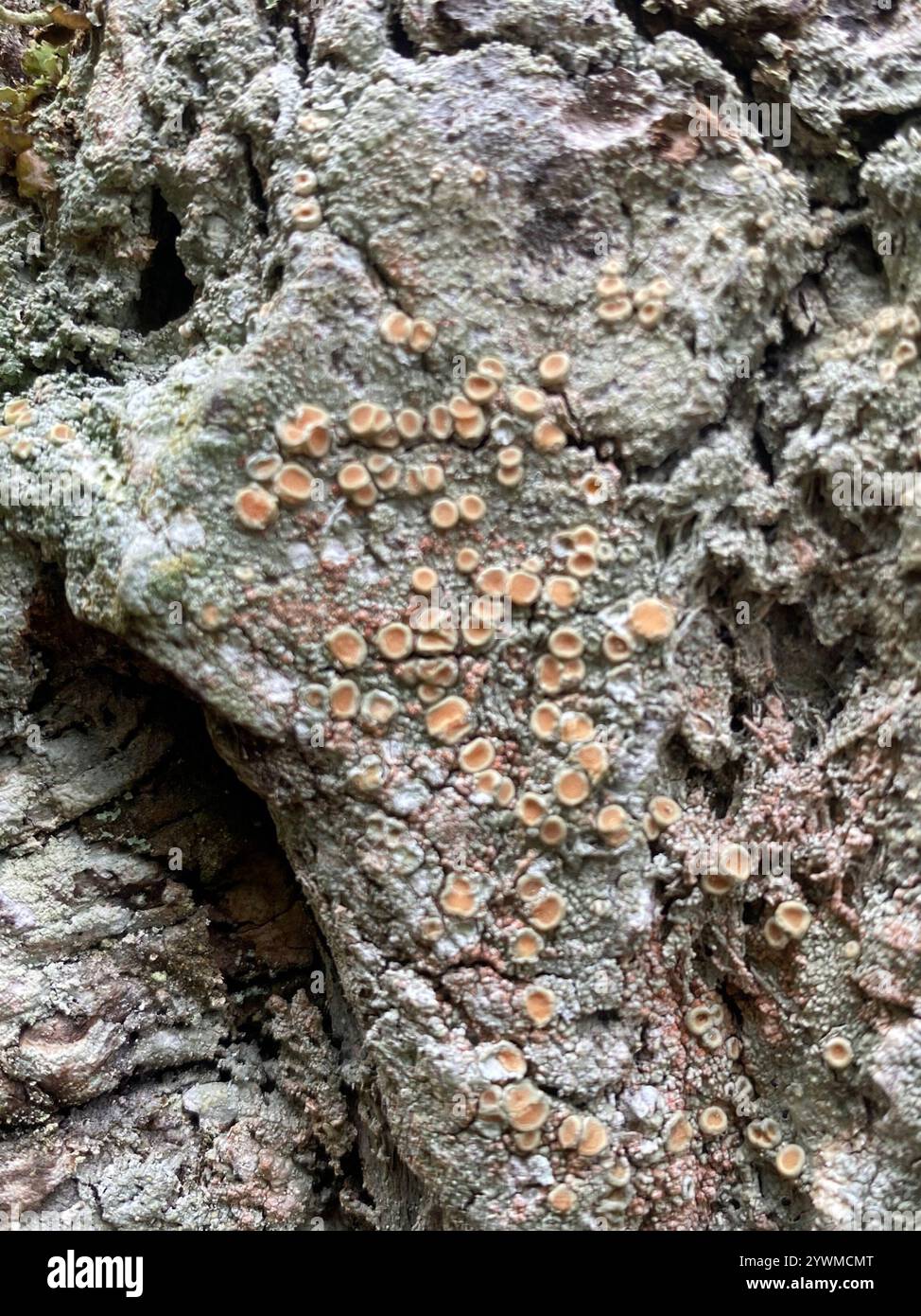 wart lichens, water lichens, and allies (Pertusariales Stock Photo - Alamy