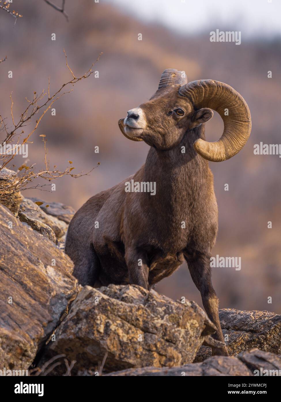 Bighorn ram with big horns hi-res stock photography and images - Alamy