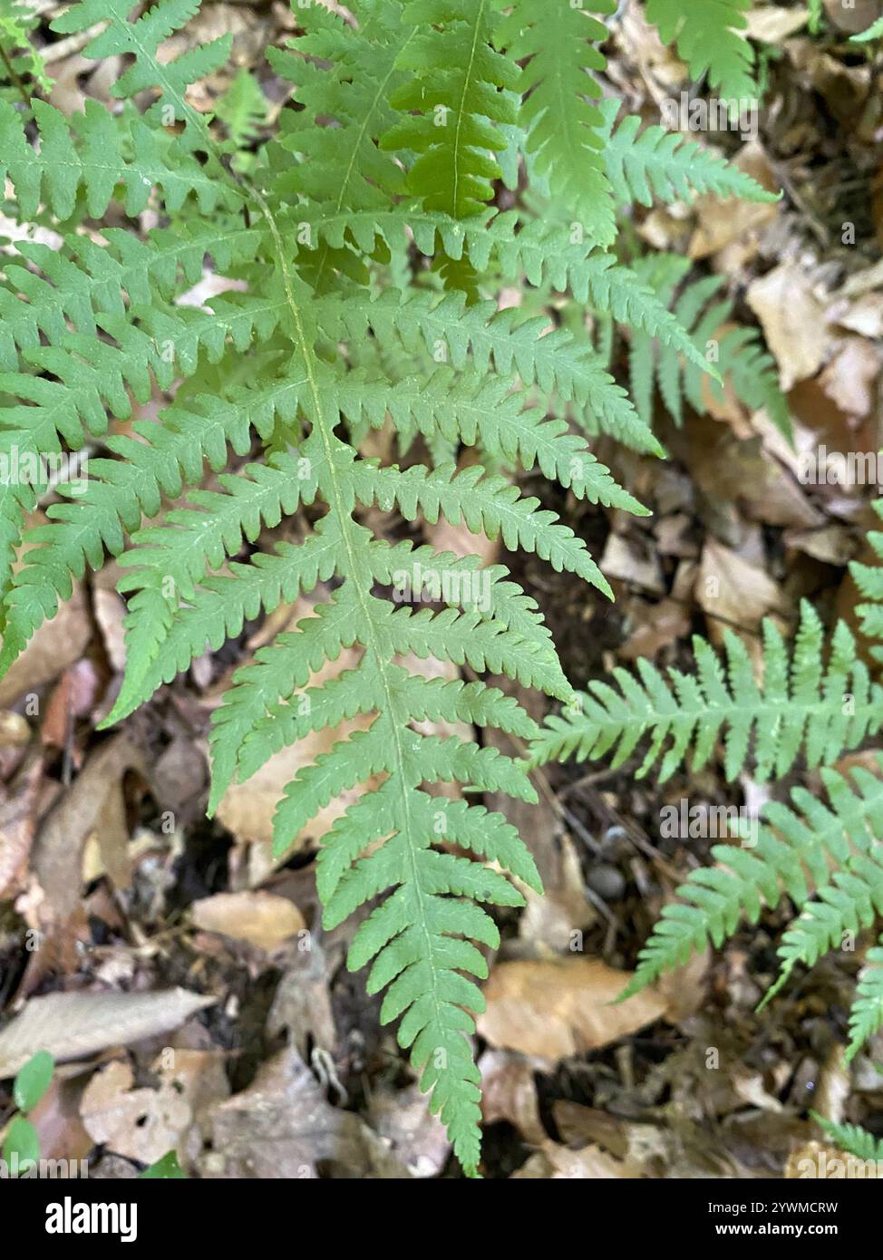 broad beech fern (Phegopteris hexagonoptera Stock Photo - Alamy