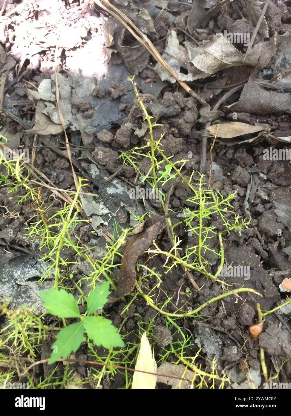 combleaf mermaidweed (Proserpinaca pectinata Stock Photo - Alamy
