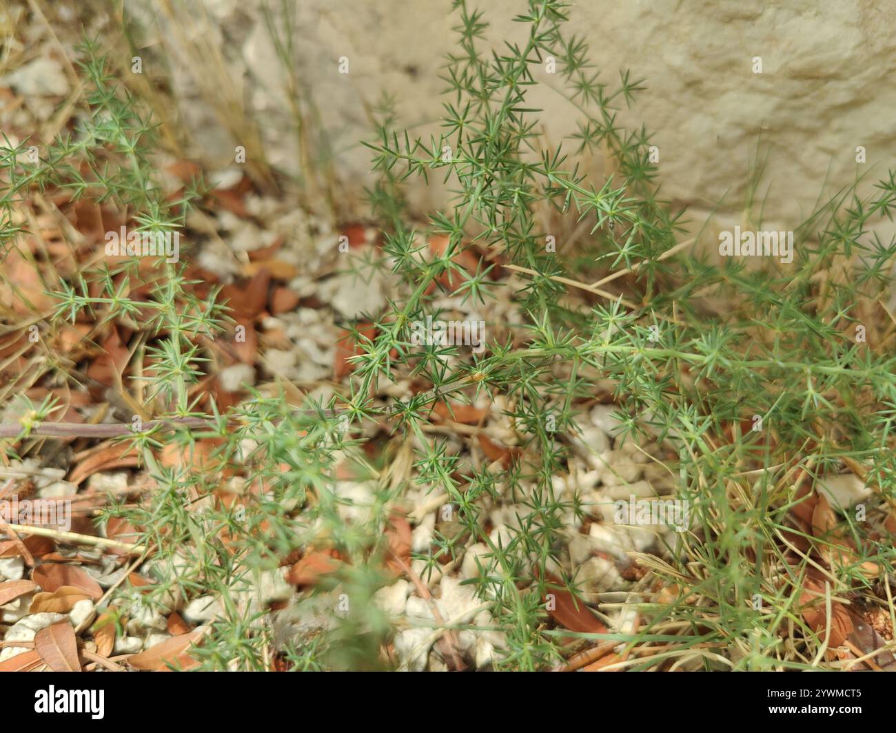 Spiny Asparagus (Asparagus acutifolius Stock Photo - Alamy
