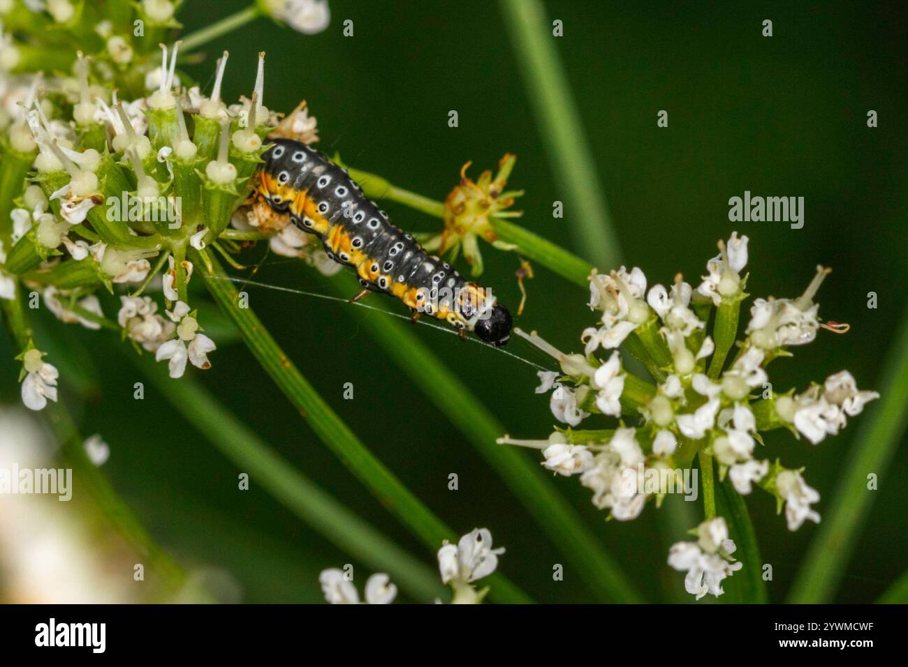 Dingy Flat-body (Depressaria daucella Stock Photo - Alamy