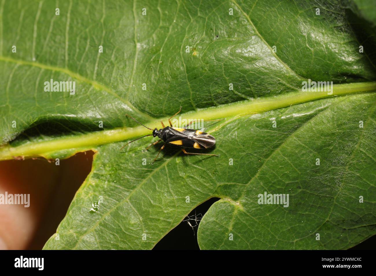 four-spotted plant bug (Dryophilocoris flavoquadrimaculatus Stock Photo ...