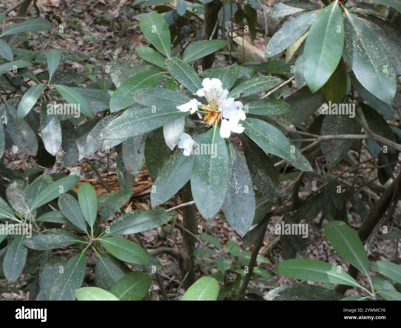 great rhododendron (Rhododendron maximum Stock Photo - Alamy