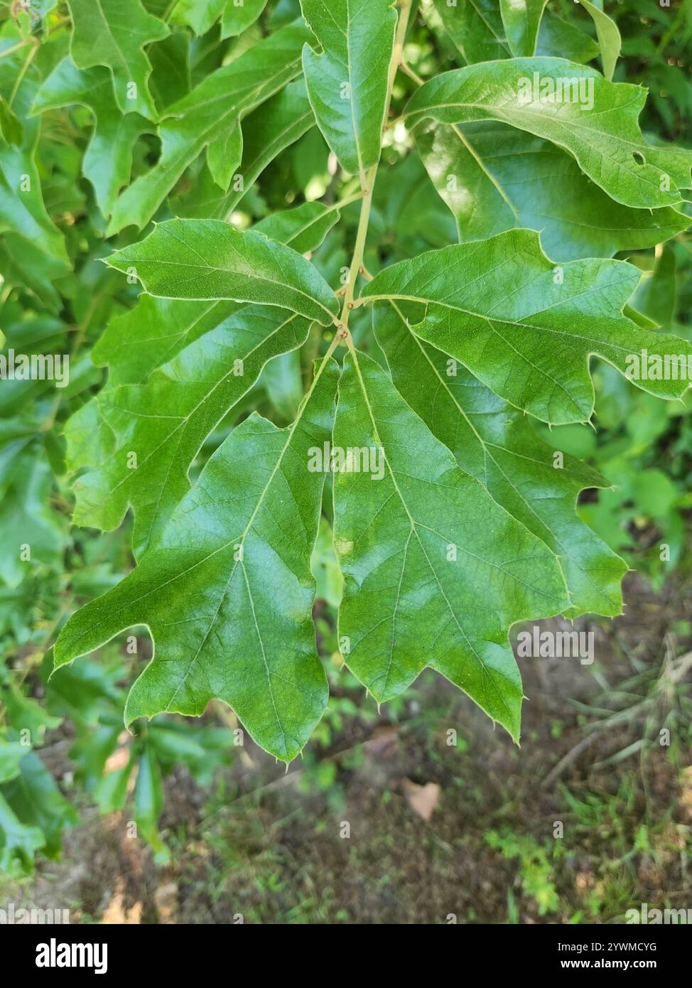 southern red oak (Quercus falcata Stock Photo - Alamy